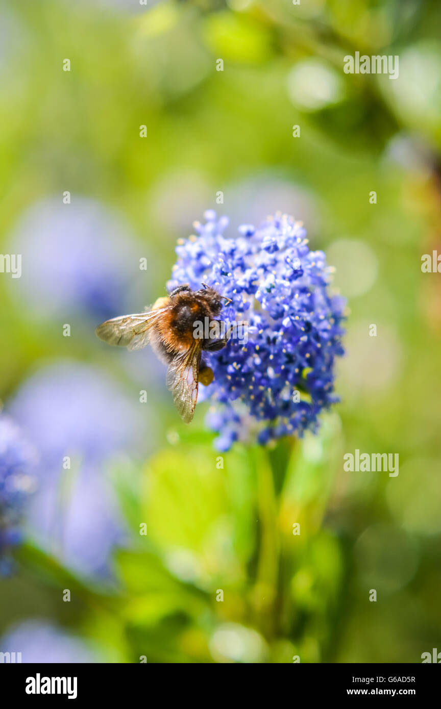 bee collecting pollen from blue california lilac Stock Photo - Alamy