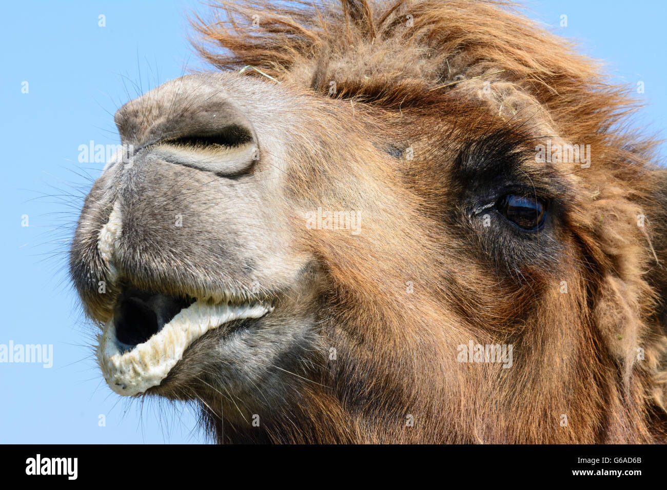Schloss Hof : male Bactrian camel ( Camelus ferus ) with moulting with ...