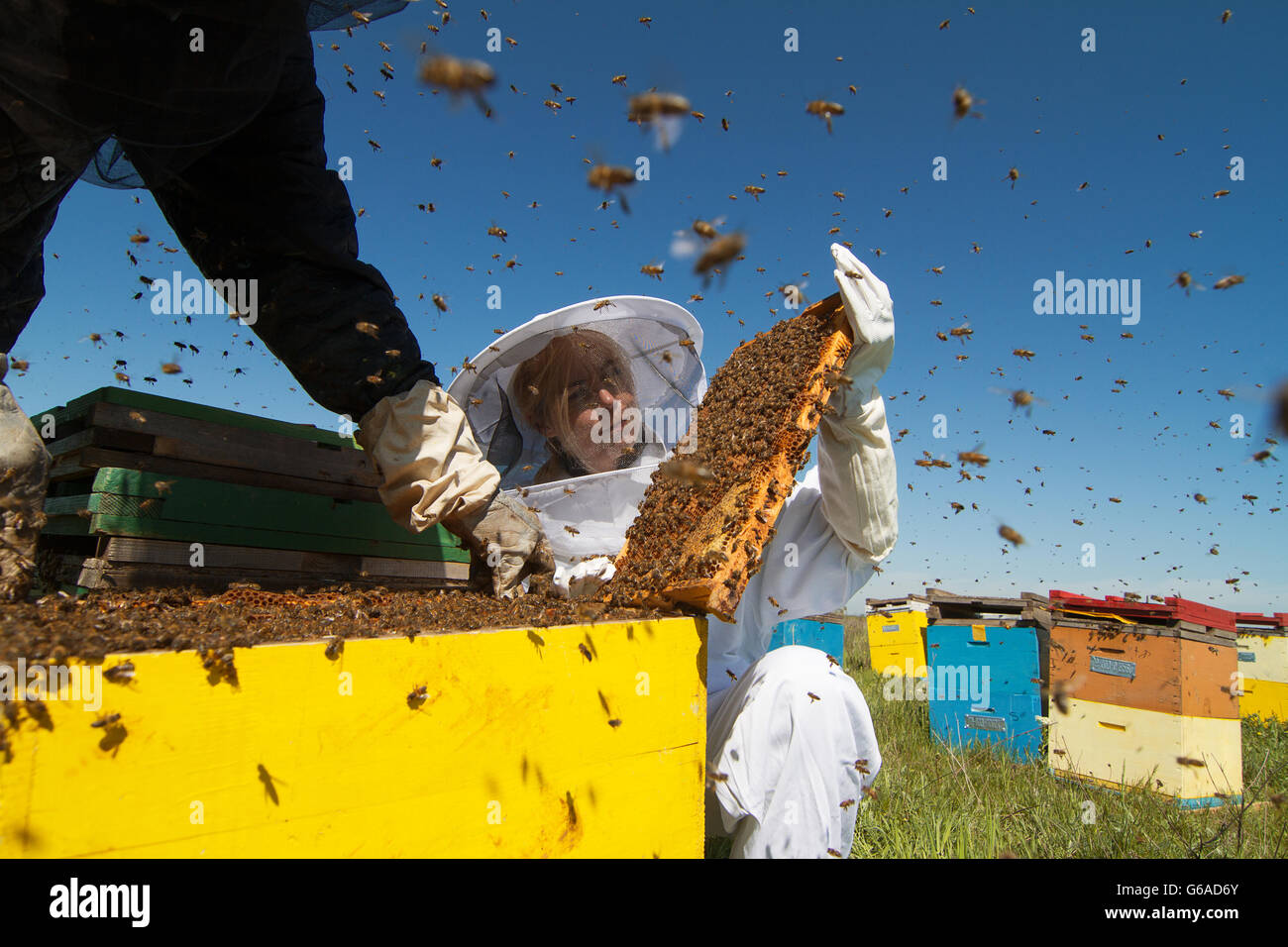 Horizontal close up of a beekeeper in white protection suit watching ...