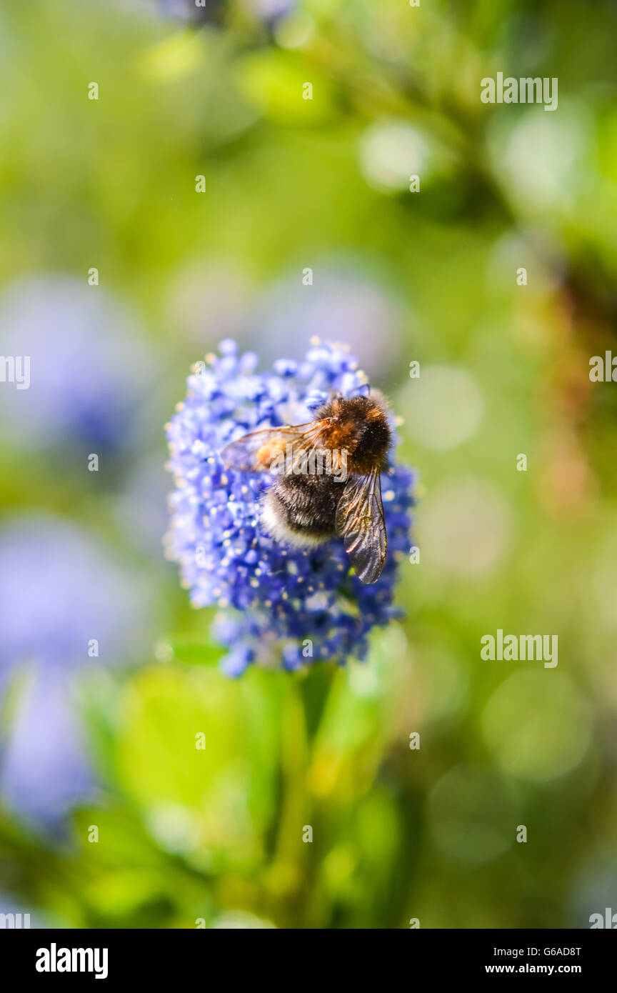 hairy bee collecting pollen from blue california lilac Stock Photo - Alamy