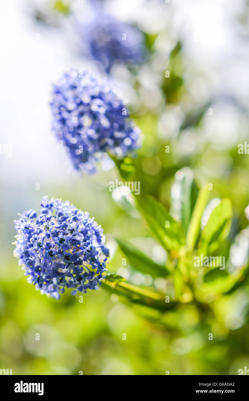 twig of blue flowering california lilac Stock Photo - Alamy