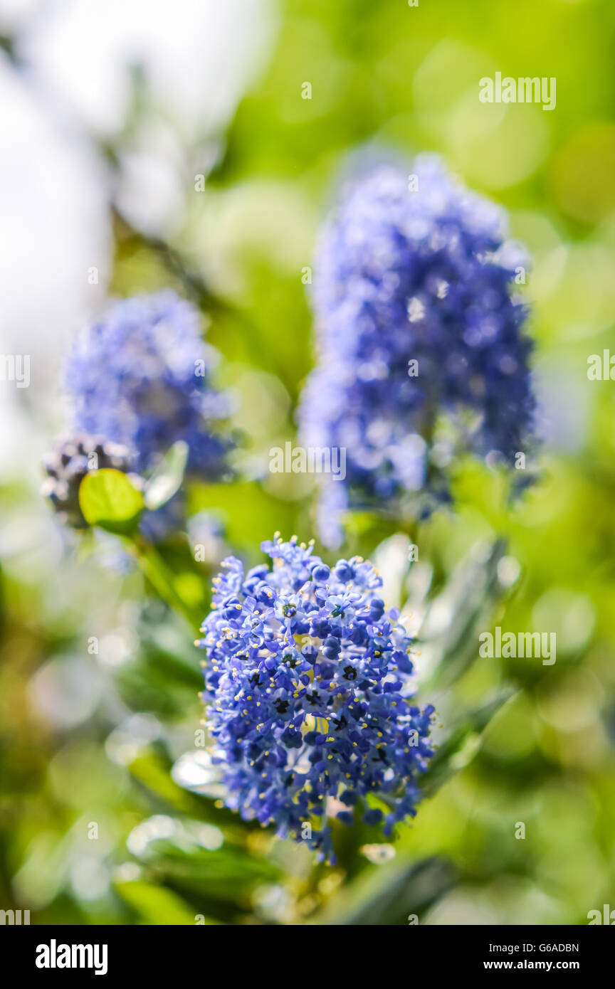 California lilac bush hi-res stock photography and images - Alamy