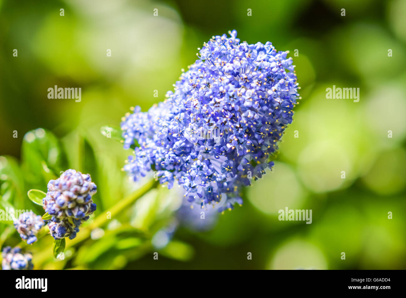Blue flowering california lilac flower head (ceanothus Stock Photo - Alamy