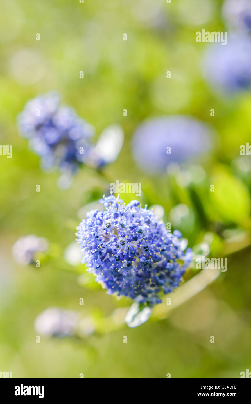 flowering blue california lilac (ceanothus Stock Photo - Alamy