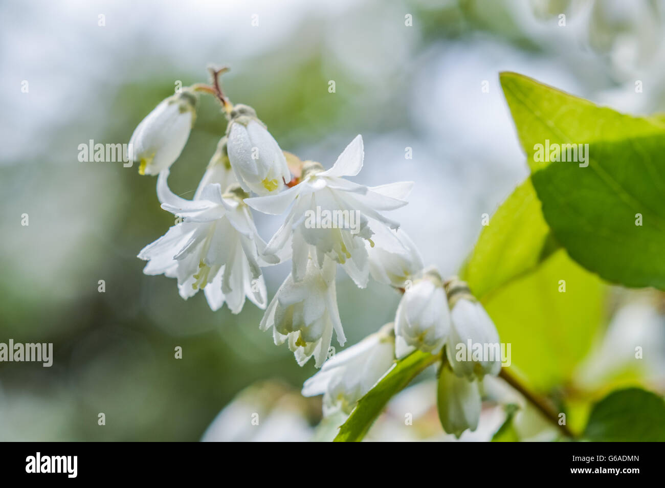 double flowering jasmine with buds Stock Photo - Alamy