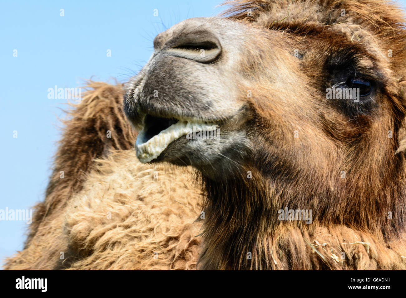 Camelus ferus hi-res stock photography and images - Alamy
