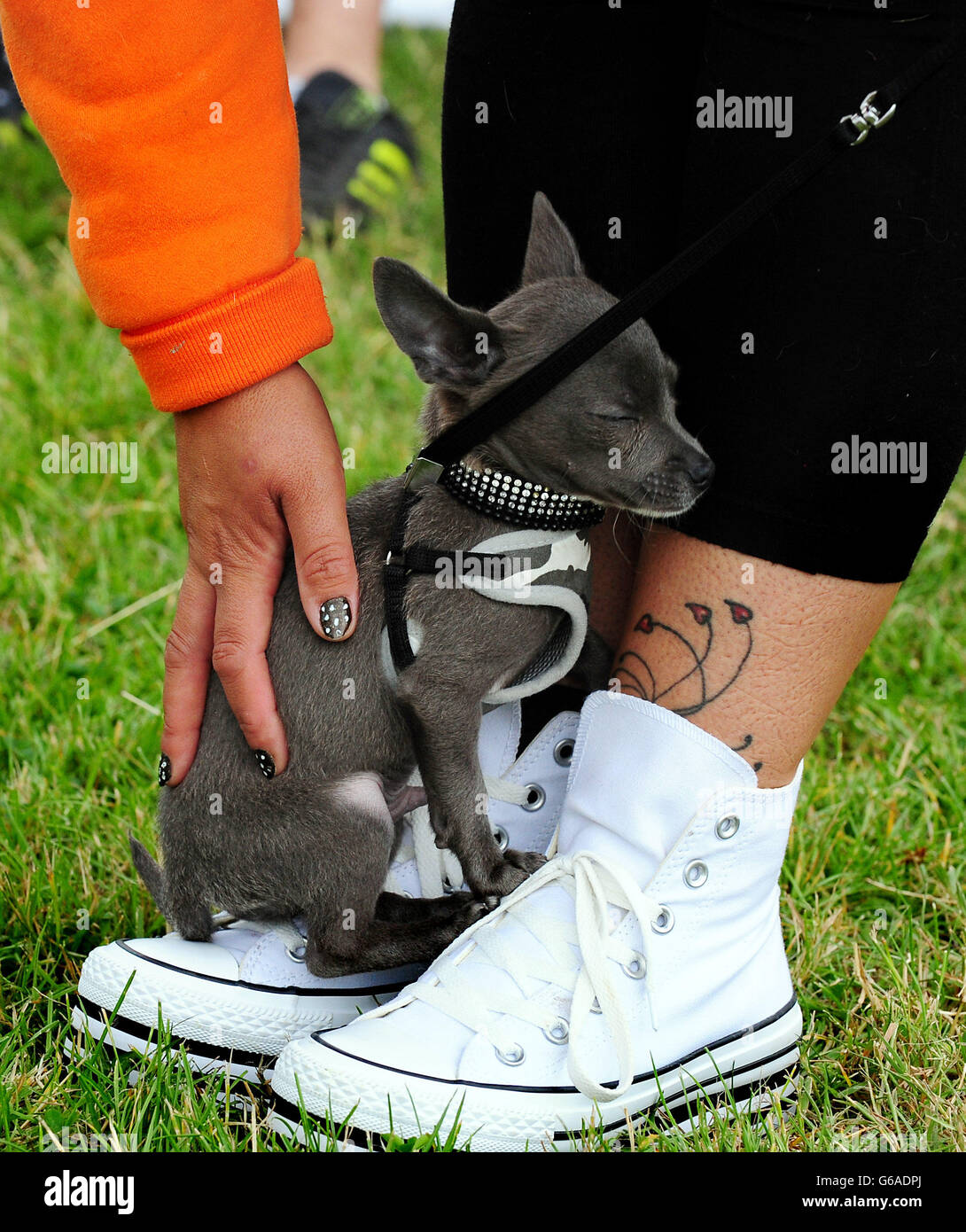Chihuahua Grayson during the Capable Canines Dog Show at Catton Hall ...