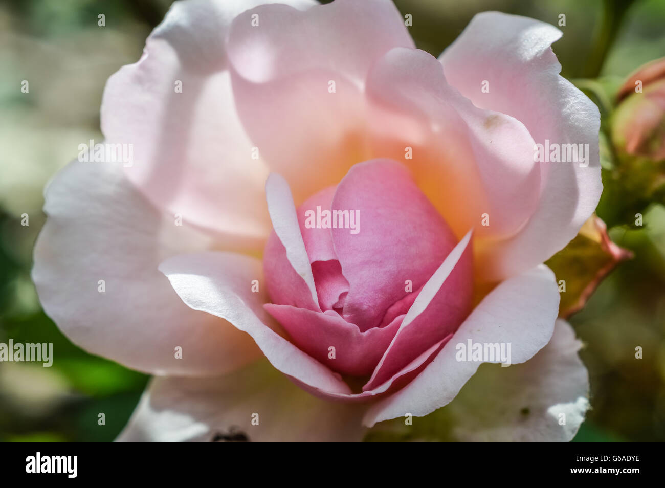 back lit pink rose close up Stock Photo - Alamy