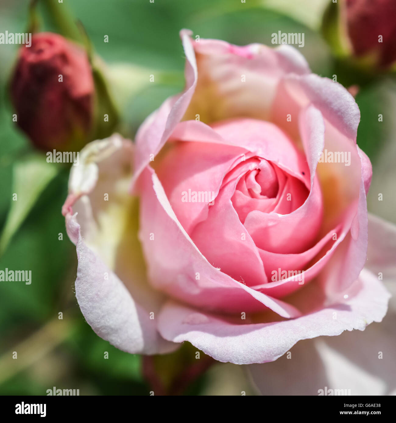 Ethereal pink rose petals hi-res stock photography and images - Alamy