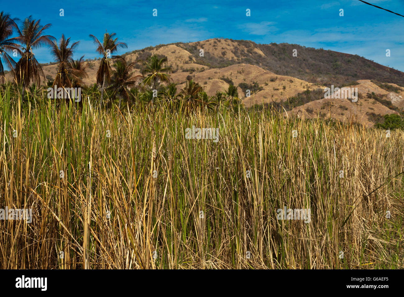 Dry Landscape one of tropical island, Flores Indonesia Stock Photo - Alamy