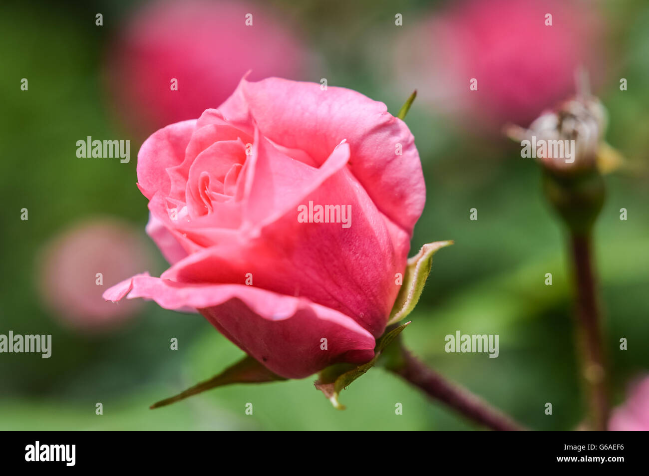 elegant bright pink rose Stock Photo - Alamy