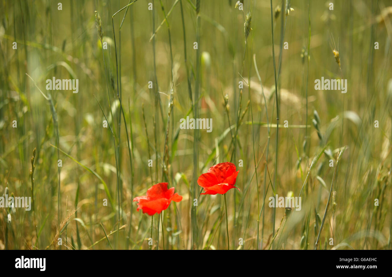 Red flowers in the countryside. Horizontal format Stock Photo - Alamy