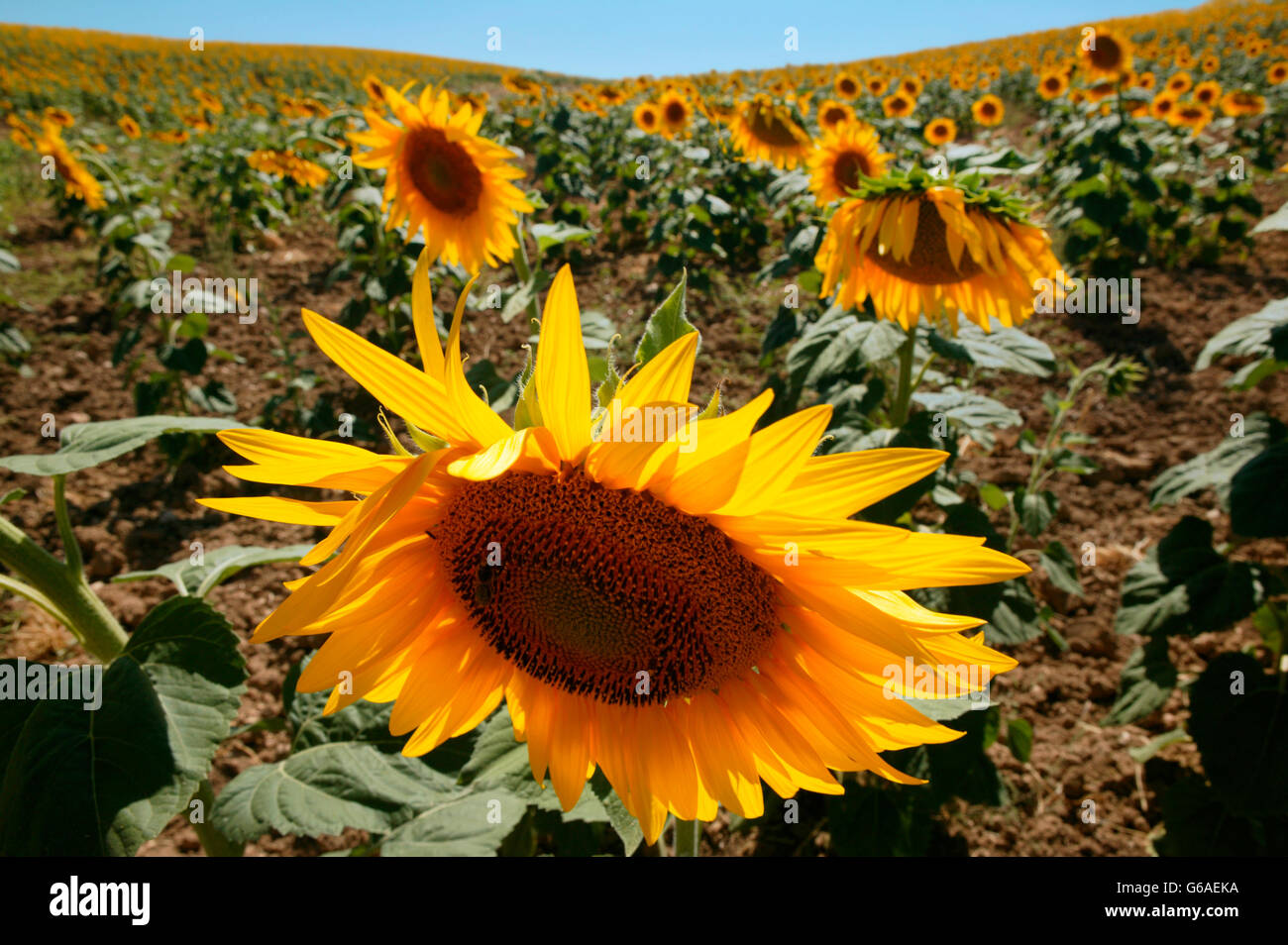 Sunflower in the countryside in summertime. Spain. Horizontal Stock ...