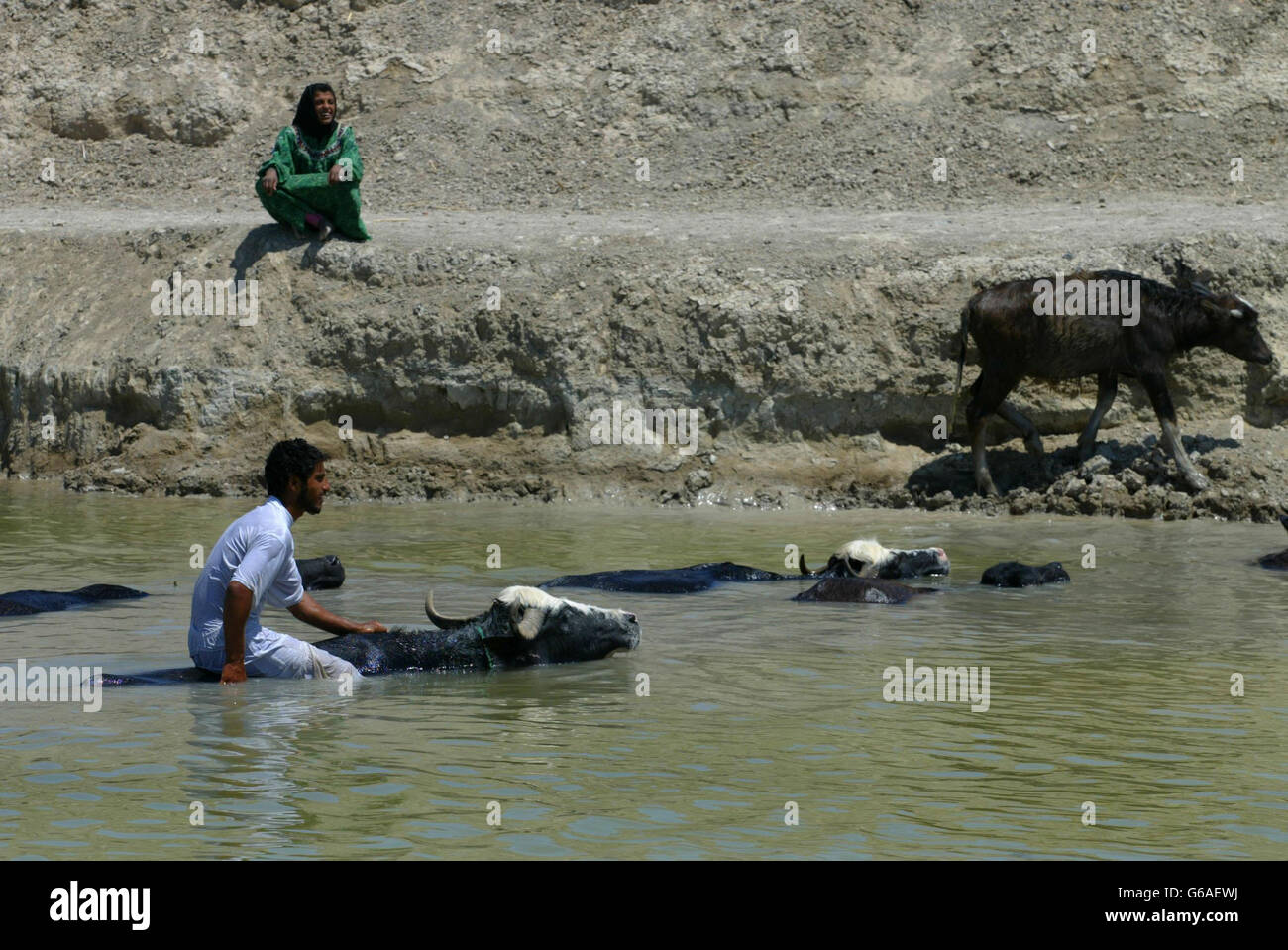 Water buffalo figure hi-res stock photography and images - Alamy
