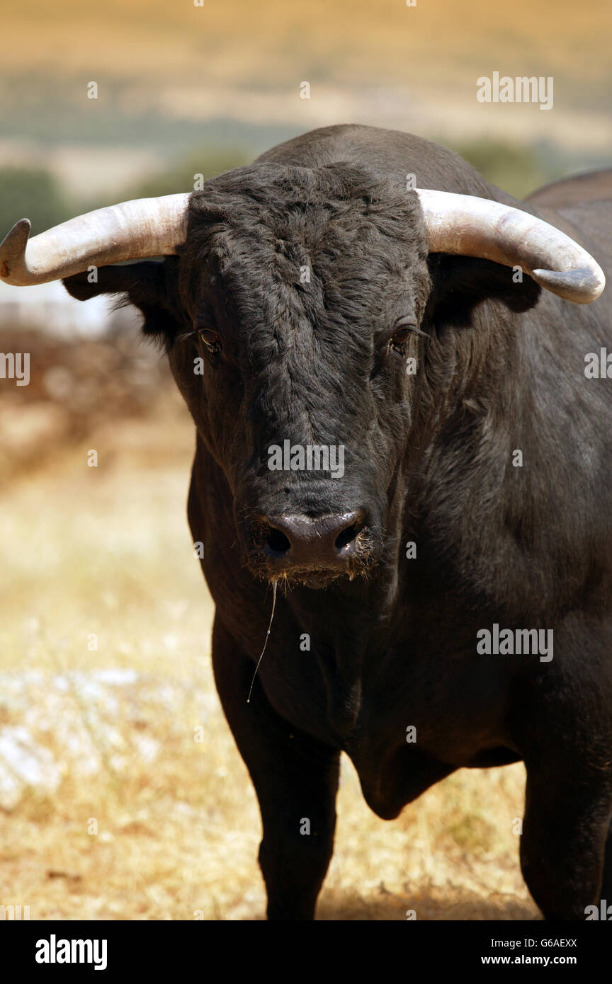 Fighting bull in the countryside. Spain. Vertical format Stock Photo ...