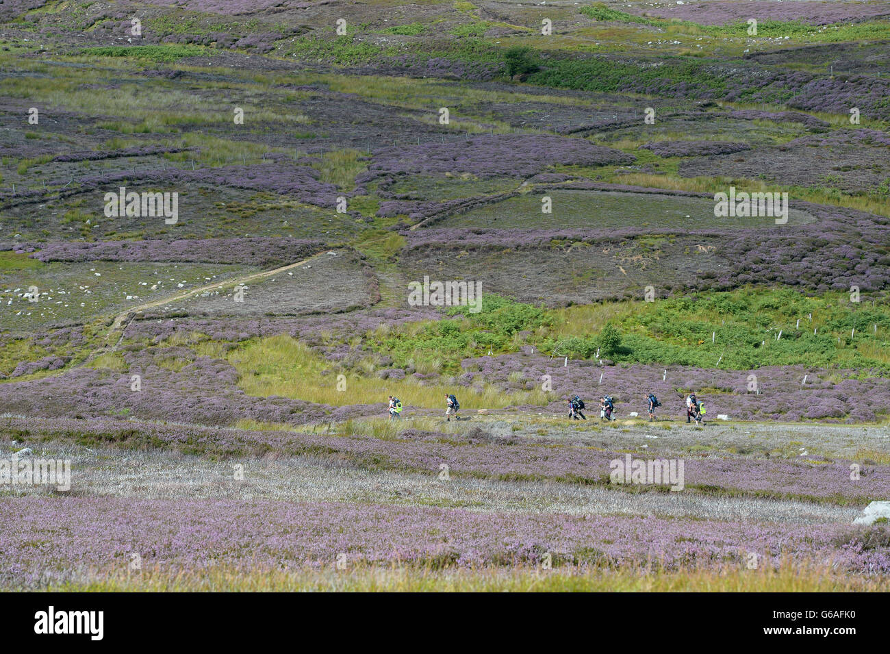 A colourful scene on the Moors above Leyburn as the heather turns ...