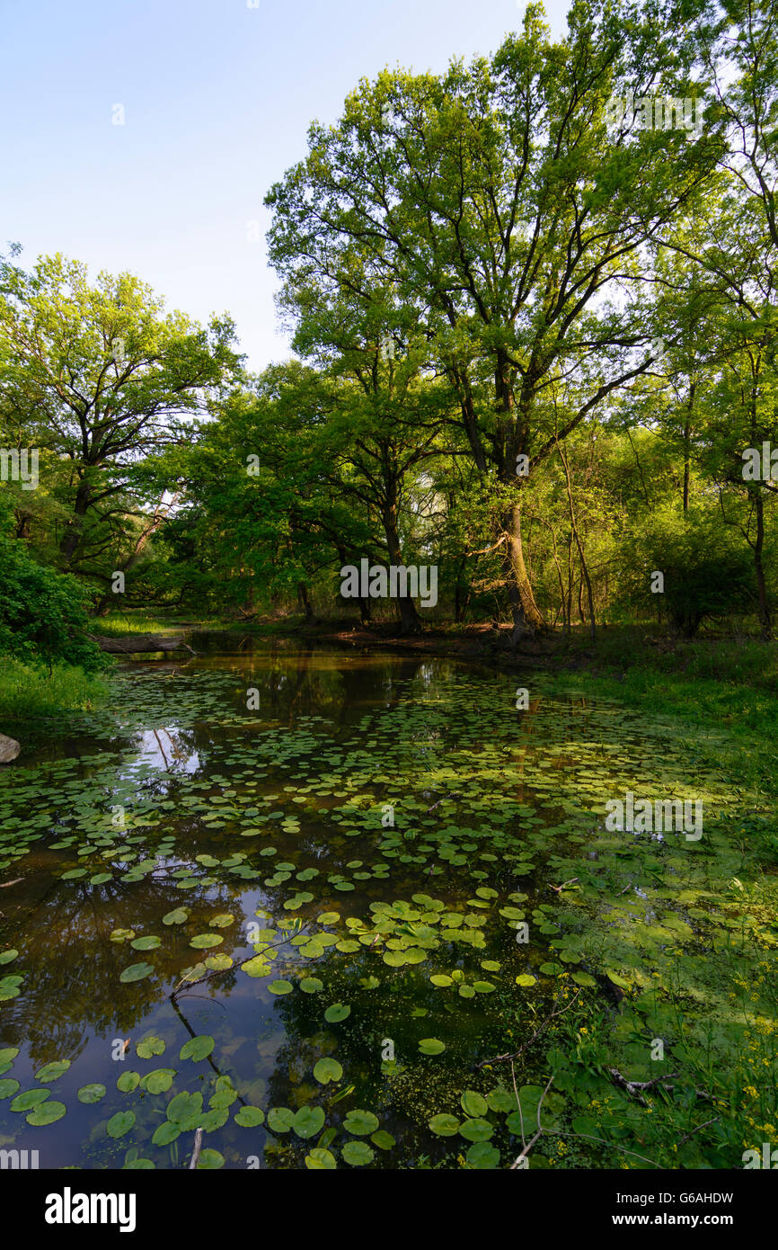 WWF nature reserve Marchegg ( also nature reserve Lower Marchauen ...