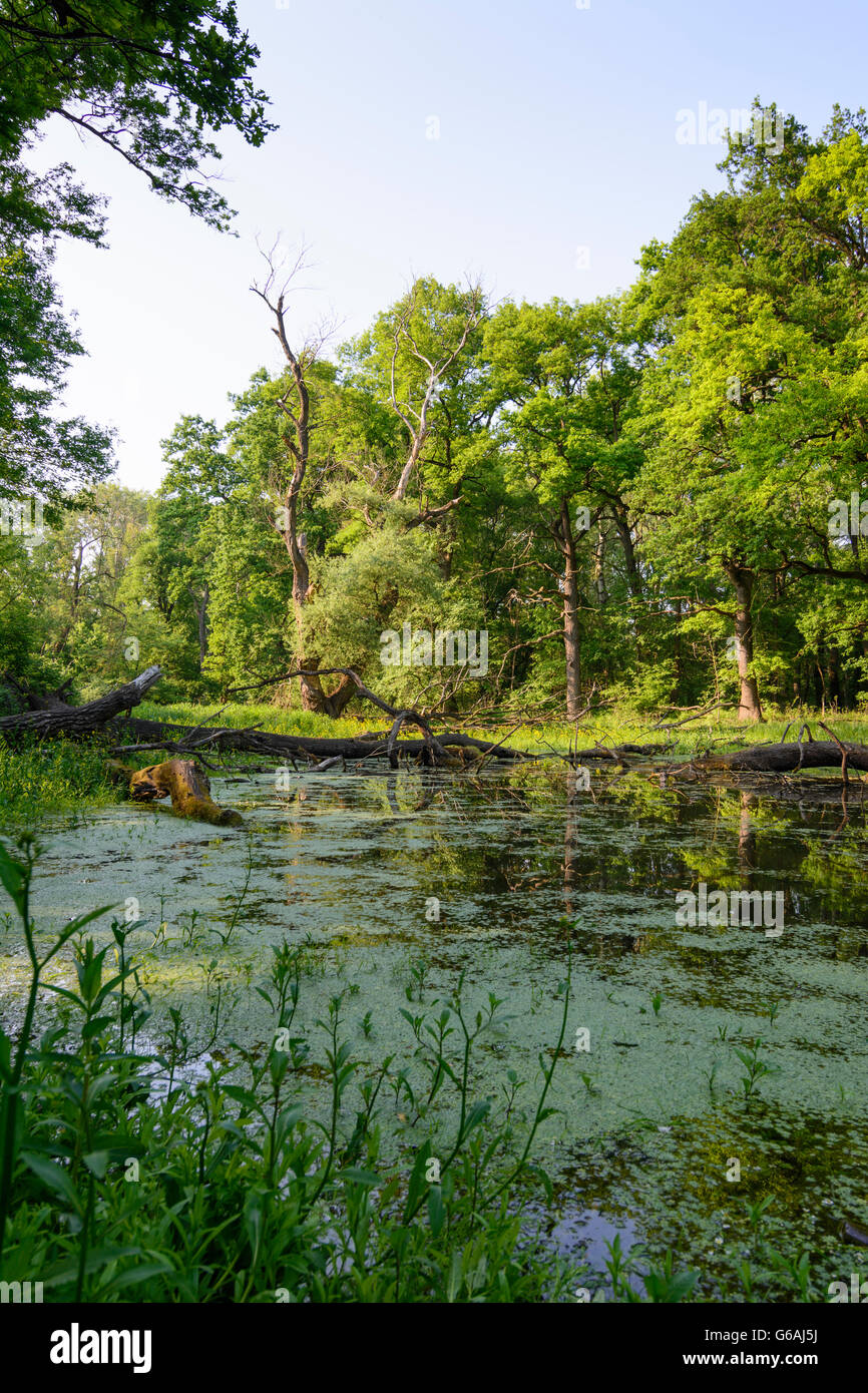 WWF nature reserve Marchegg ( also nature reserve Lower Marchauen ...