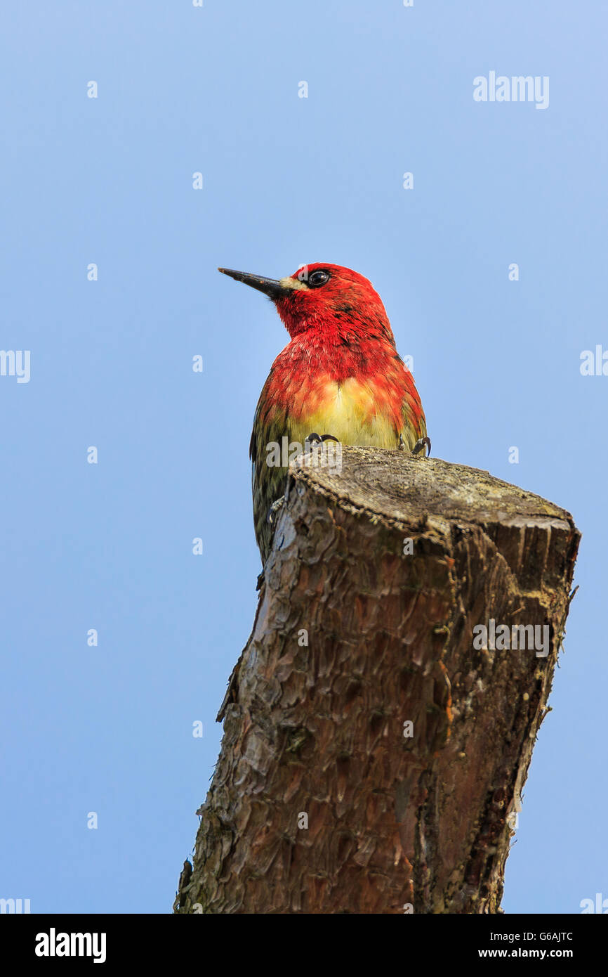 Red breasted sapsucker hi-res stock photography and images - Alamy