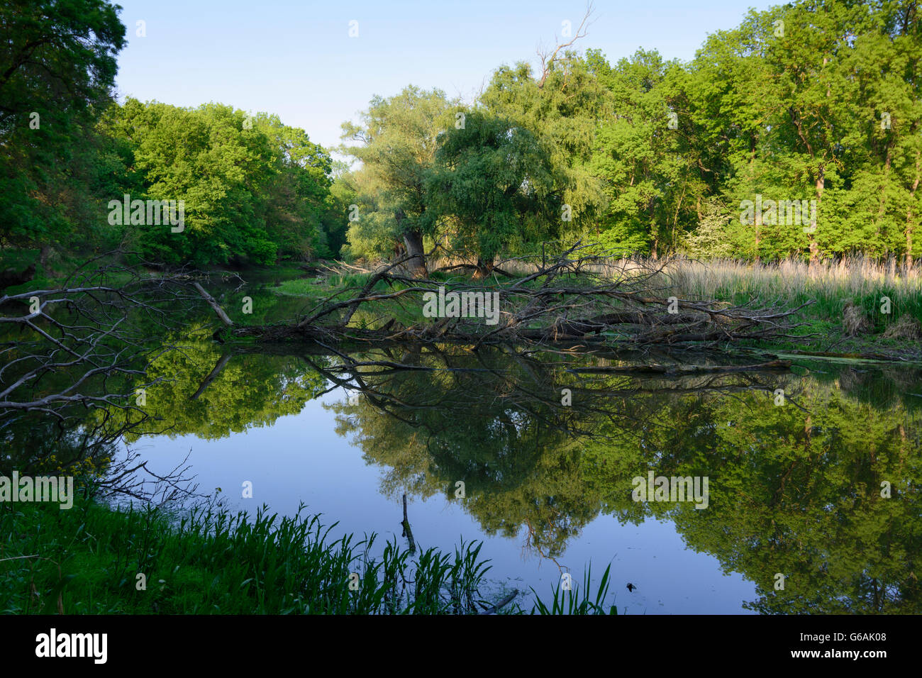 WWF nature reserve Marchegg ( also nature reserve Lower Marchauen ...