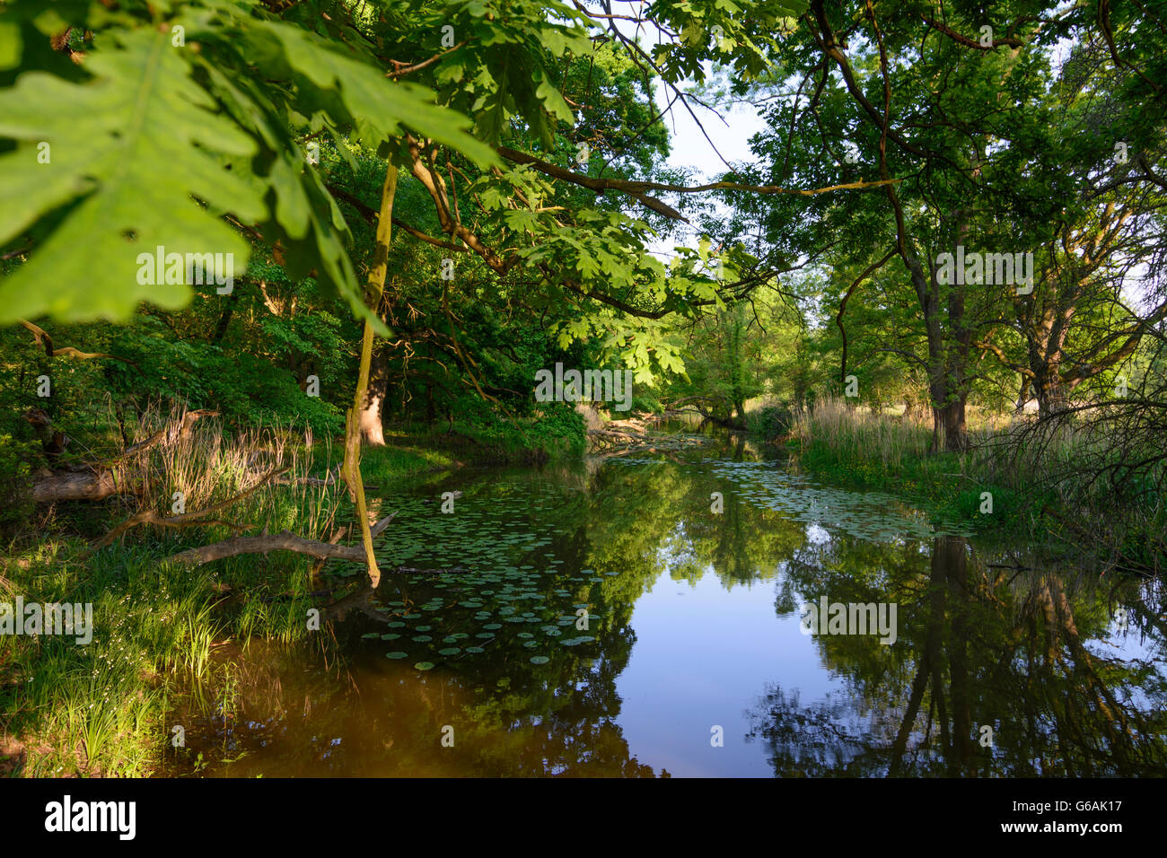 WWF nature reserve Marchegg ( also nature reserve Lower Marchauen ...