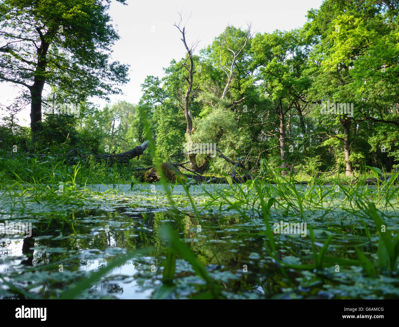 Wwf nature reserve marchegg also nature reserve lower marchauen hi-res ...