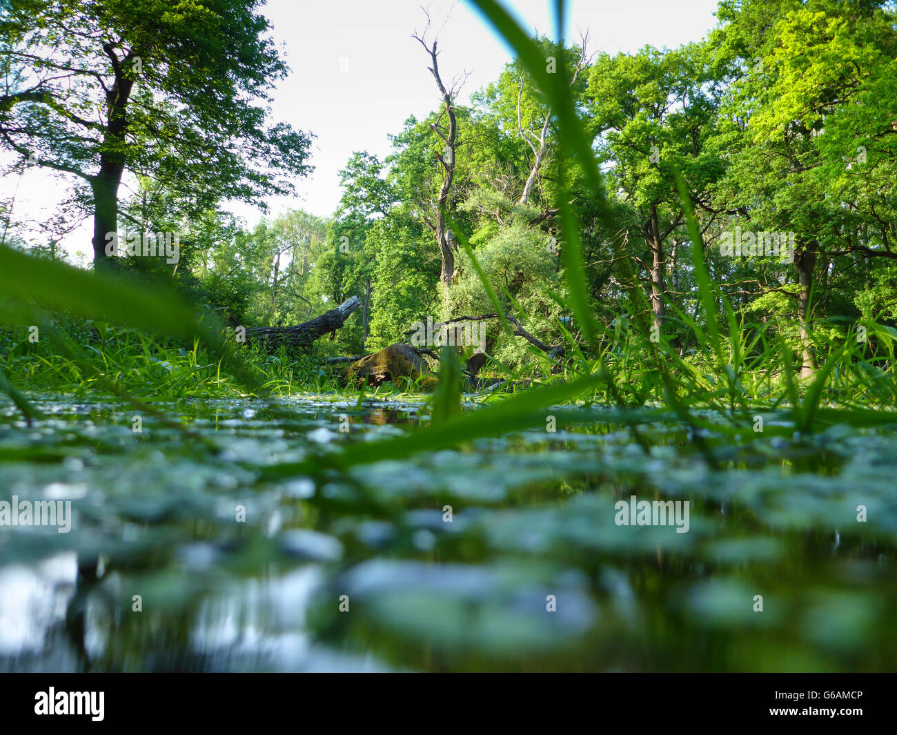 Wwf nature reserve marchegg also nature reserve lower marchauen hi-res ...