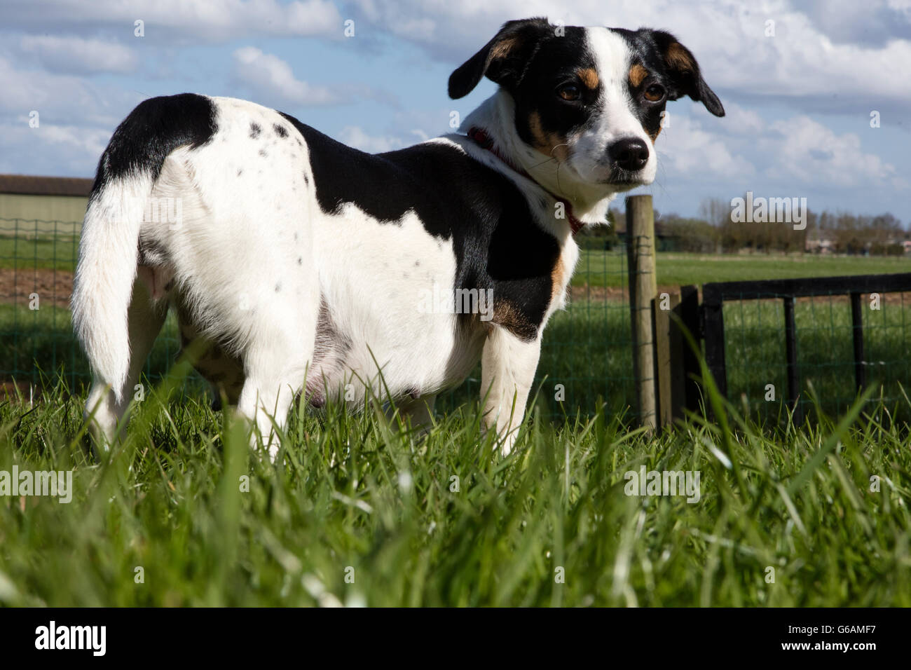 Dog behind camera hi-res stock photography and images - Alamy