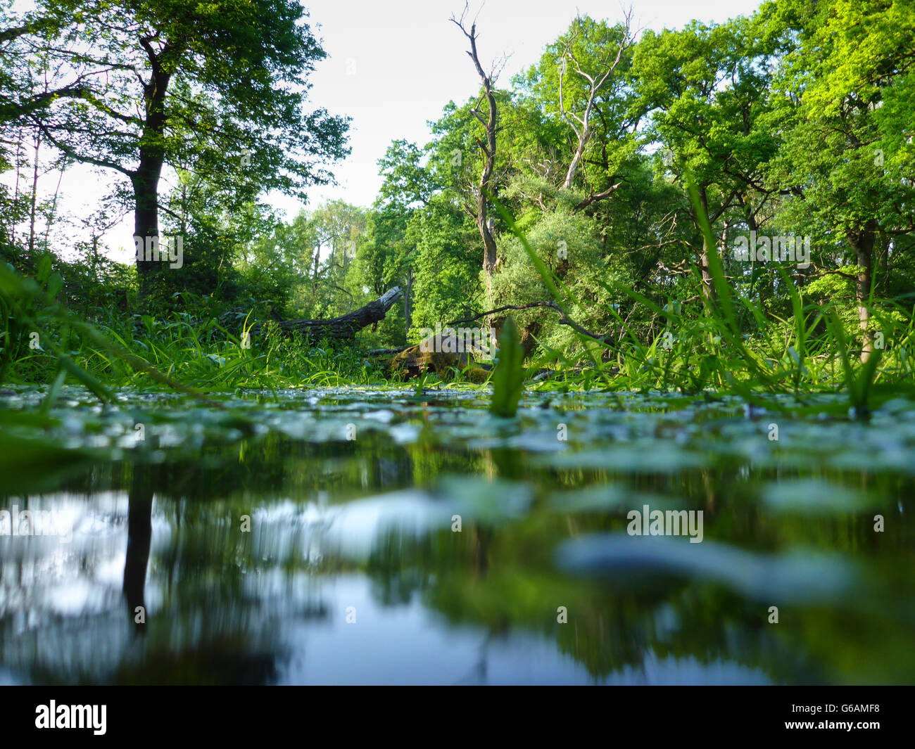 Reserve of the nature hi-res stock photography and images - Alamy
