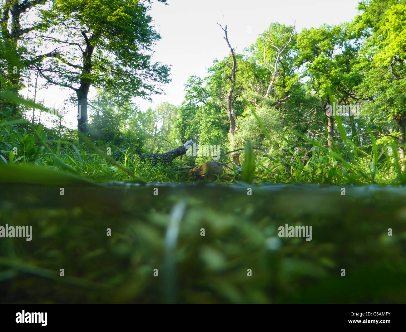 WWF nature reserve Marchegg ( also nature reserve Lower Marchauen ...