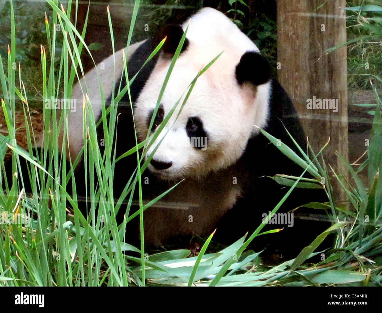 Male panda Yang Guang celebrating his 10th birthday today at Edinburgh ...