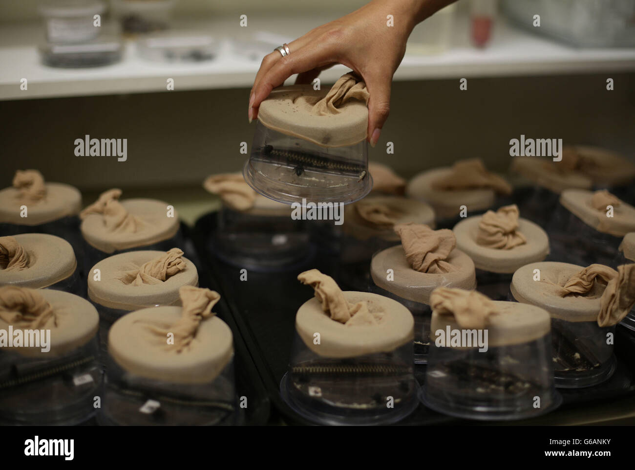 Holds container of flies zip in the insectory lab hi-res stock ...