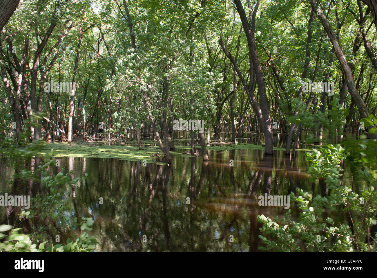 No one has swamps hi-res stock photography and images - Alamy