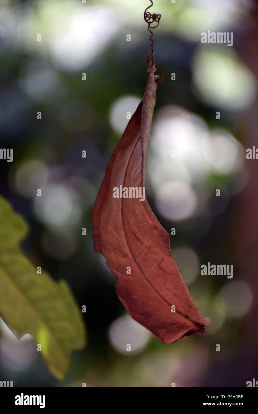 dry leaf falling Stock Photo - Alamy