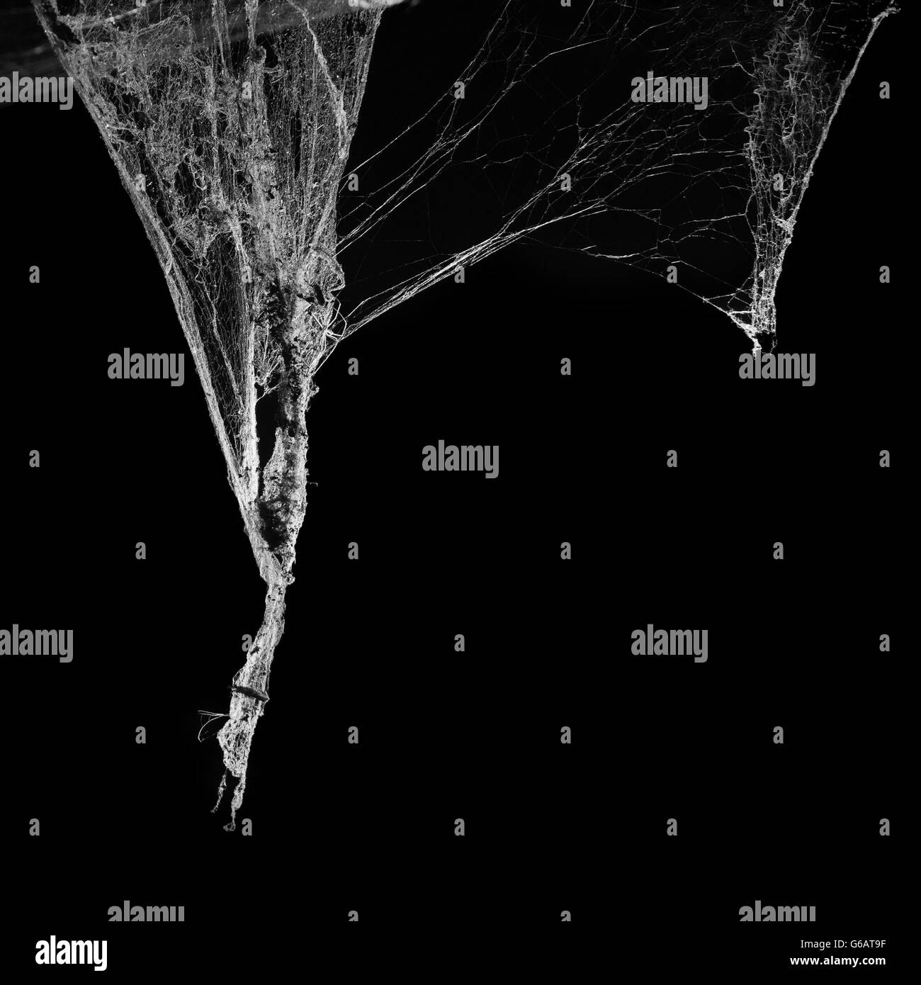 Spider web background hi-res stock photography and images - Alamy