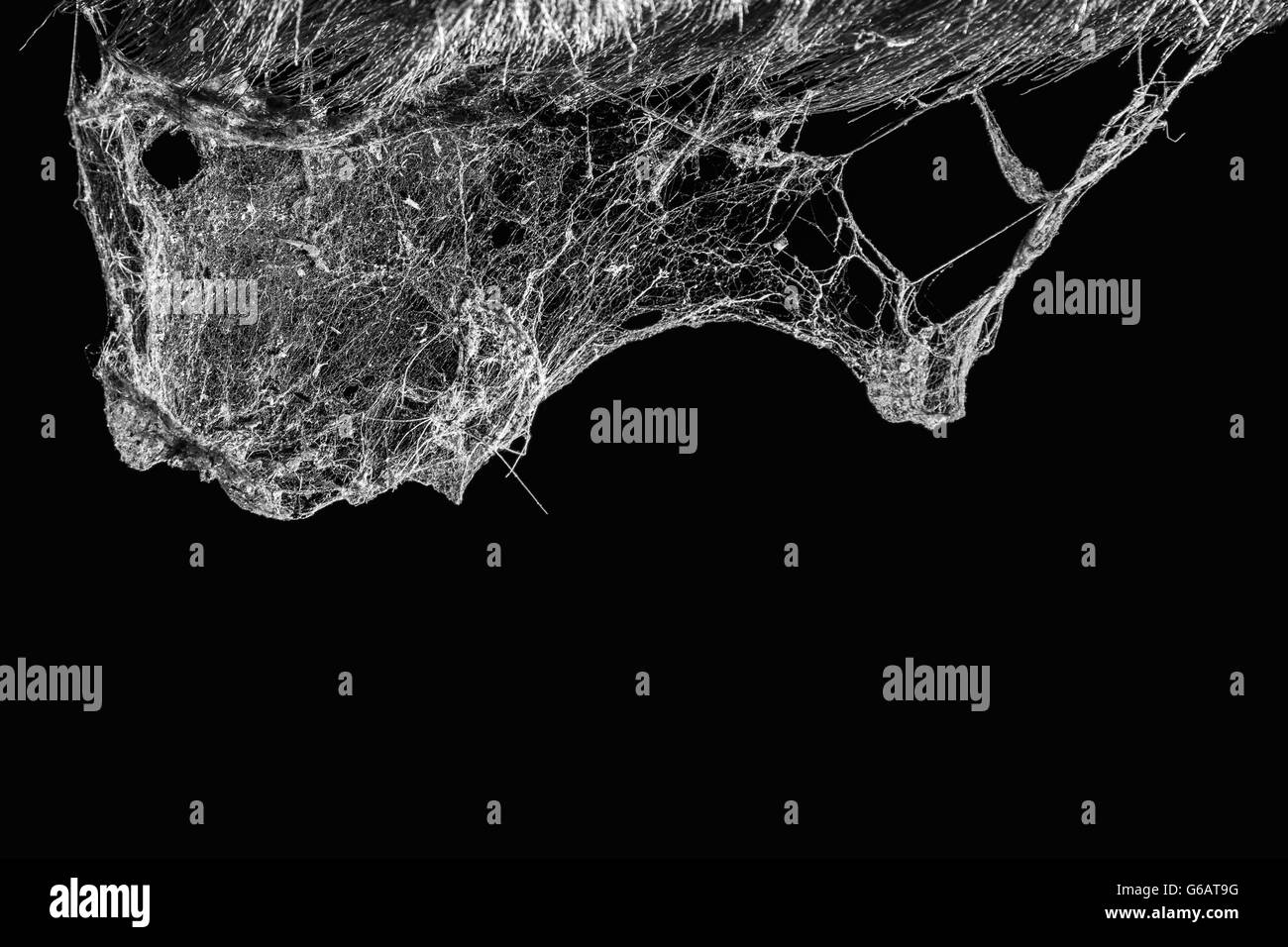 Spider web background hi-res stock photography and images - Alamy