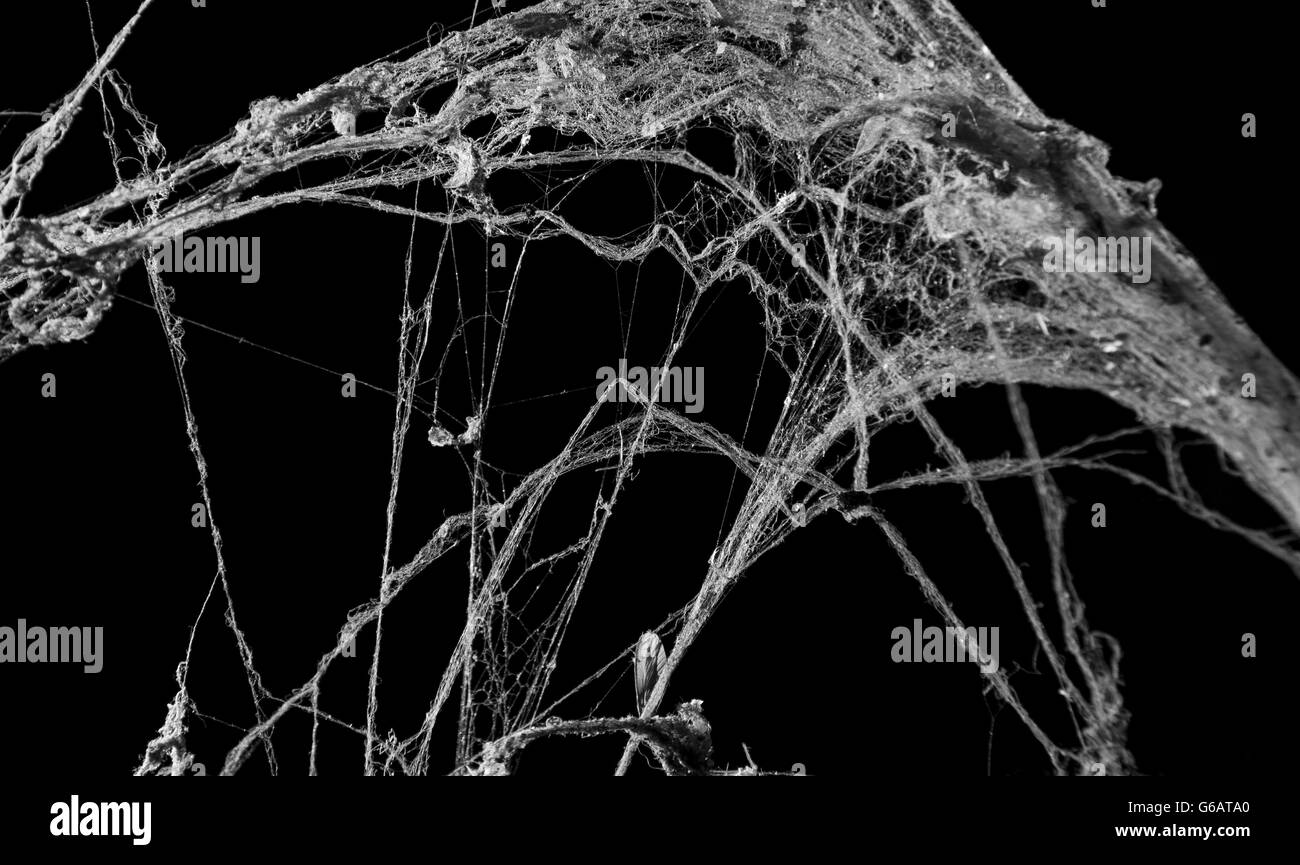 cobweb or spider web background in ancient thai house isolated on black ...