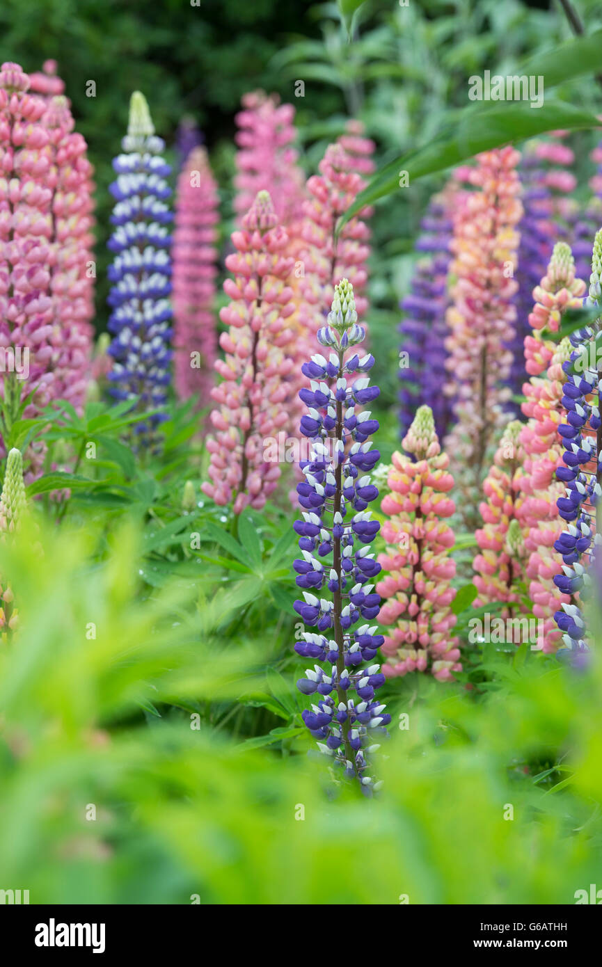 Lupinus. Mixed Coloured Lupin flowers in a garden border. Rousham House ...