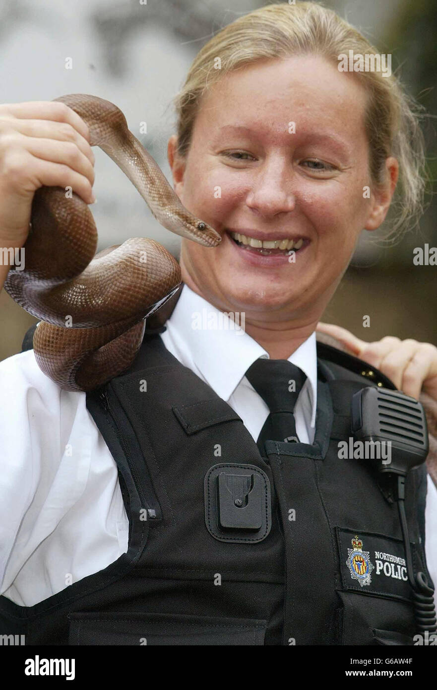 Poisonous snake in car hi-res stock photography and images - Alamy