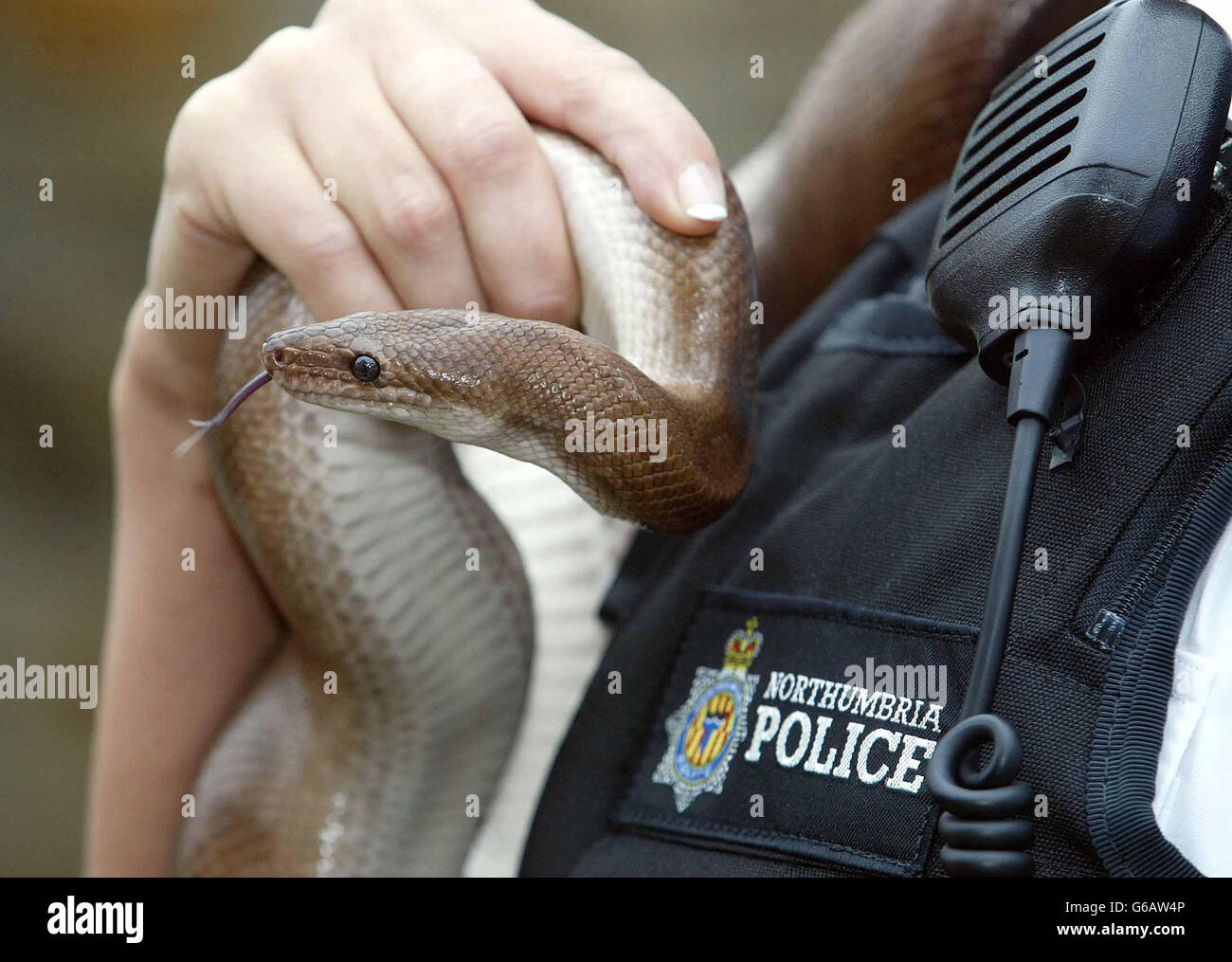 Poisonous snake in car hi-res stock photography and images - Alamy