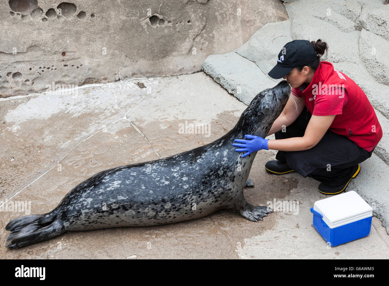 A handler 'kisses' a leopard seal at Vancouver Aquarium in Stanley Park ...