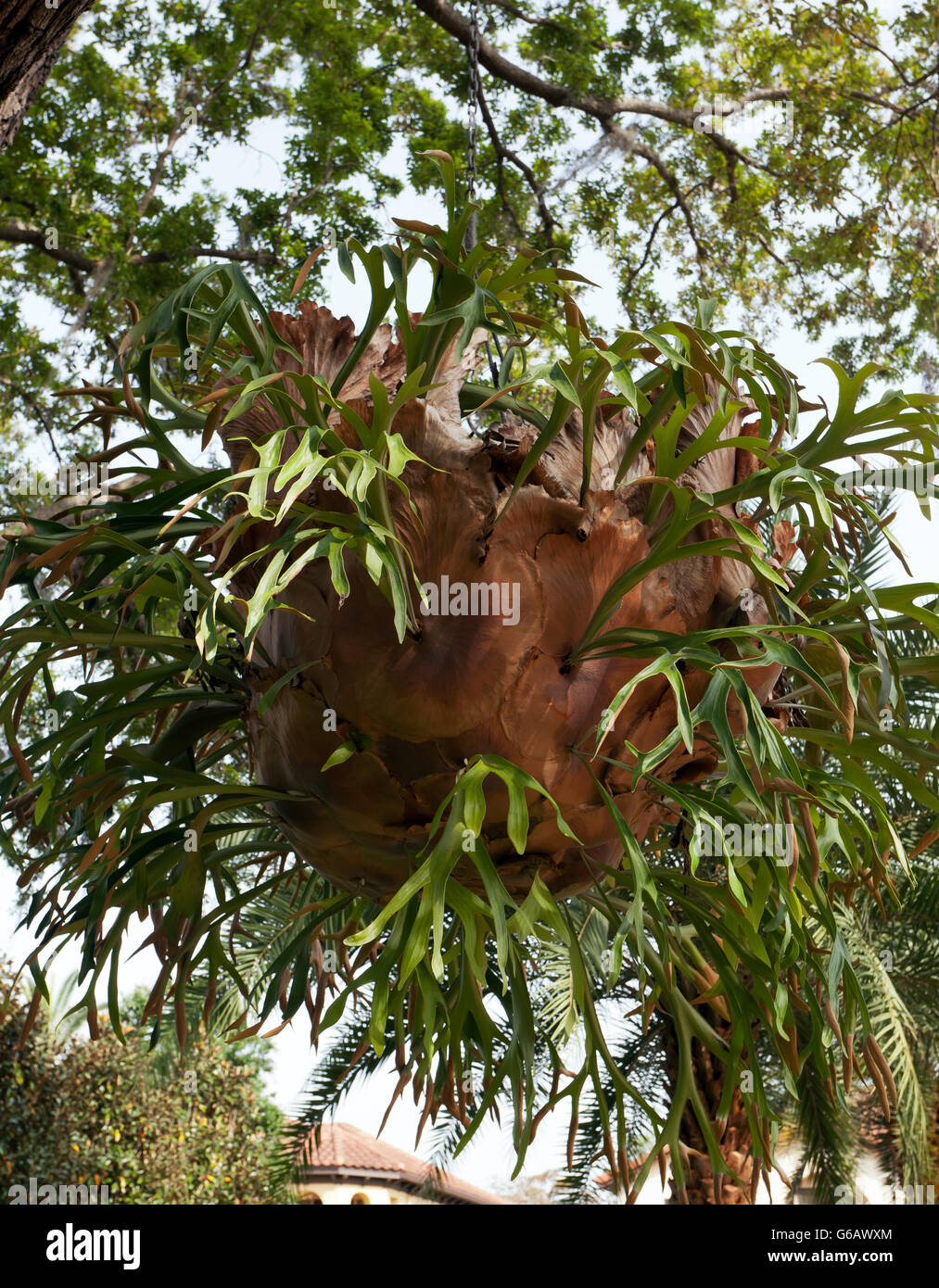 Staghorn fern hi-res stock photography and images - Alamy