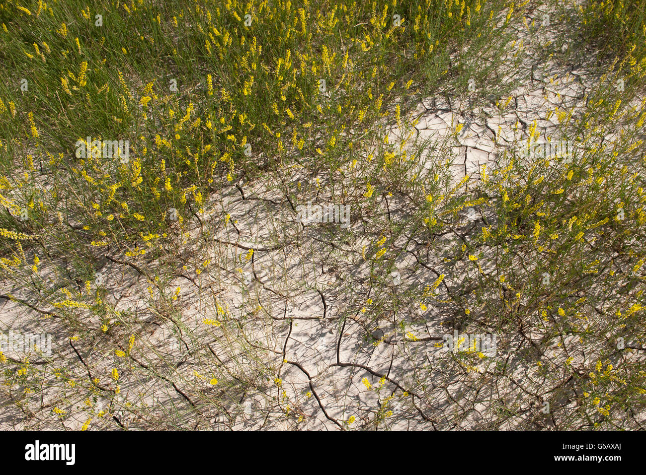 Prairie grass growing in dry, cracked earth, Badlands National Park ...