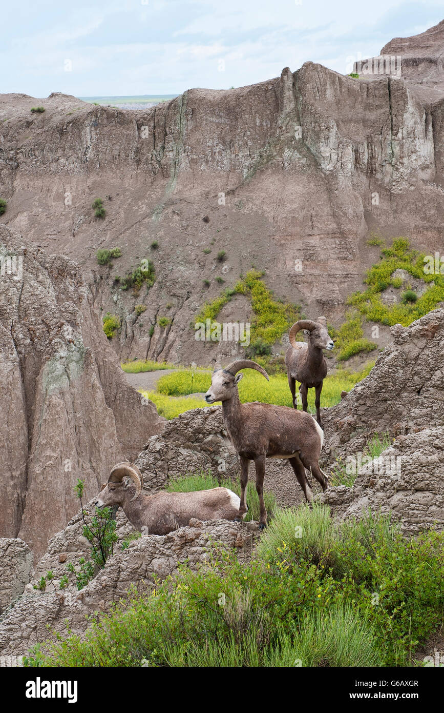 The big sheep theme park hi-res stock photography and images - Alamy