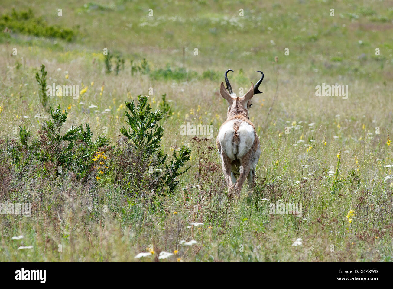 Rear view of a pronghorn in National Bison Range, Montana, USA Stock ...