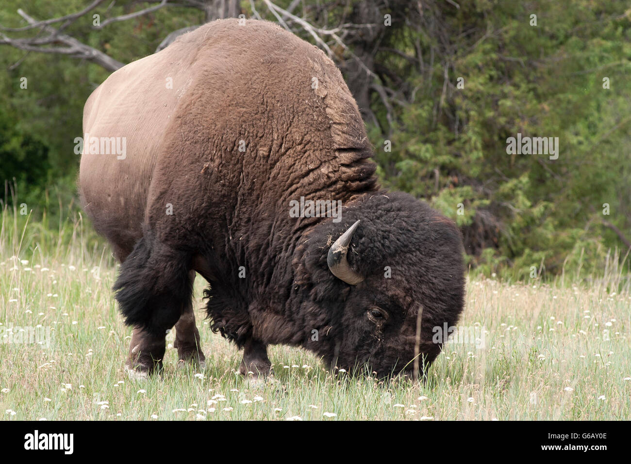 American bison grazing in the National Bison Range, Montana, USA Stock ...