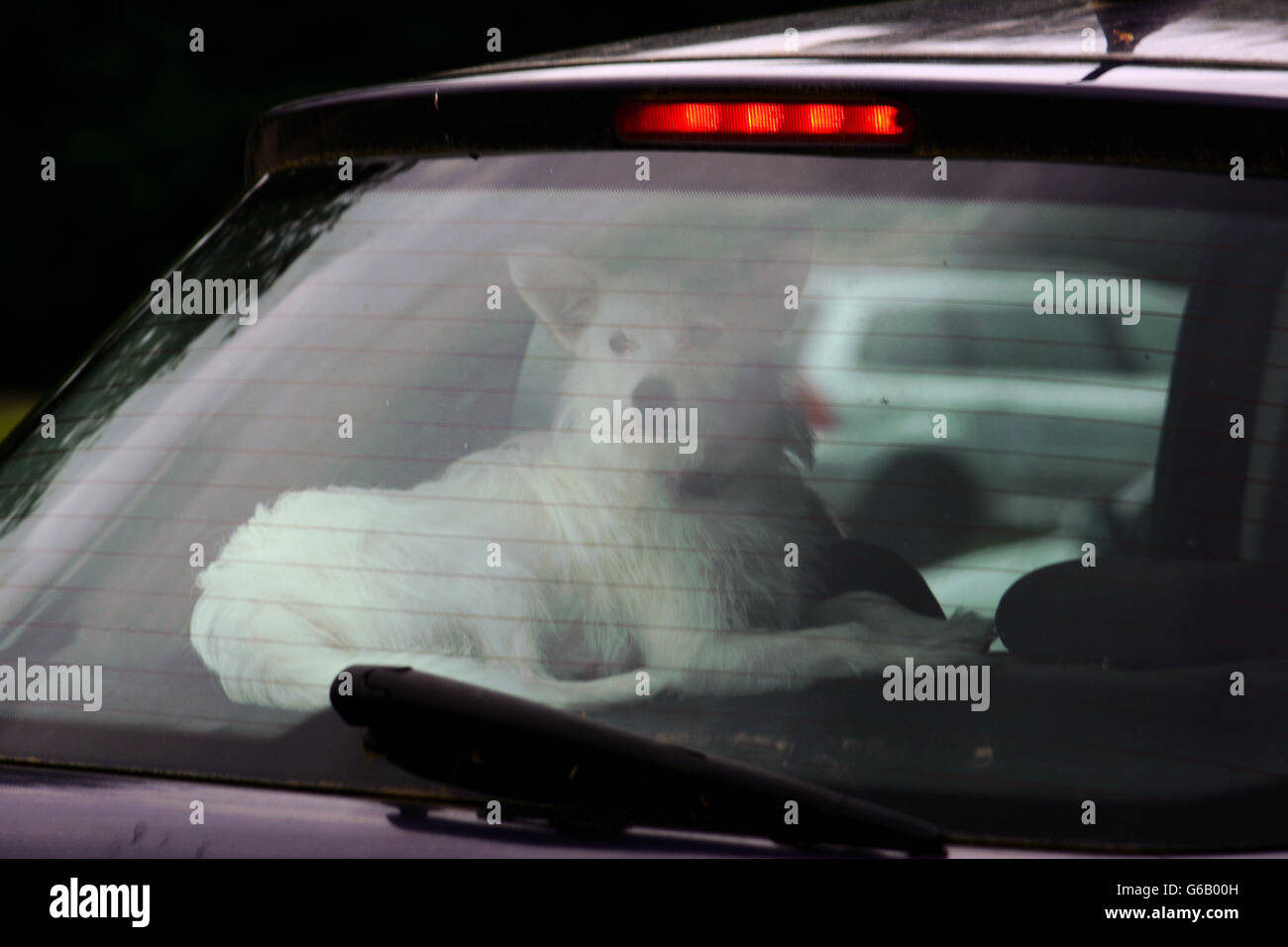Dogs in back of vehicle hi-res stock photography and images - Alamy