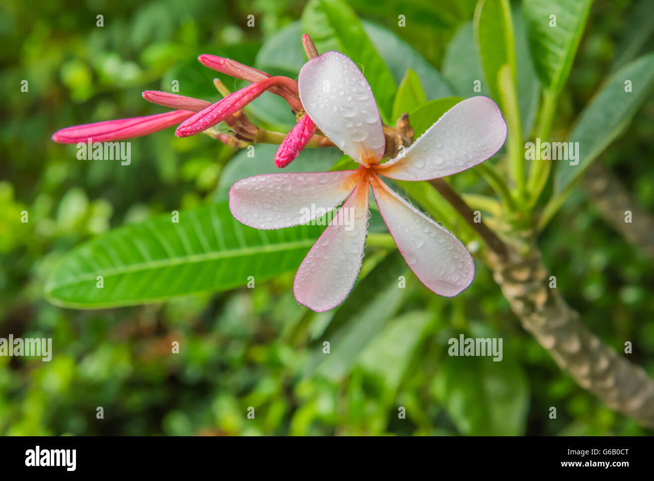 Pink temple flower hi-res stock photography and images - Alamy