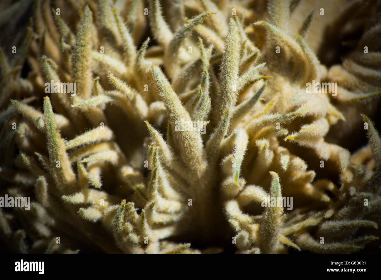 Fuzzy plant hi-res stock photography and images - Alamy