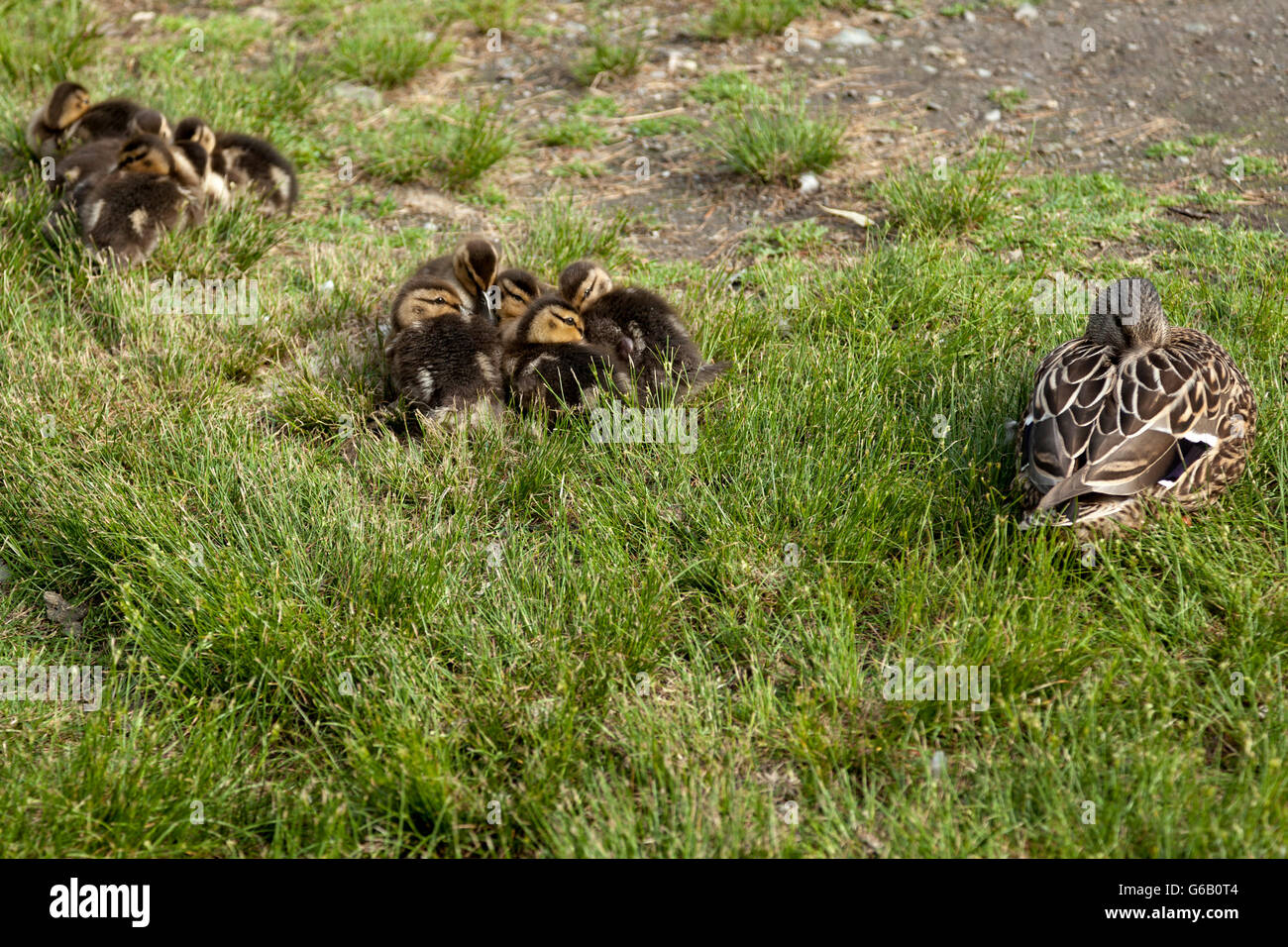 Sleeping duck grass hi-res stock photography and images - Alamy